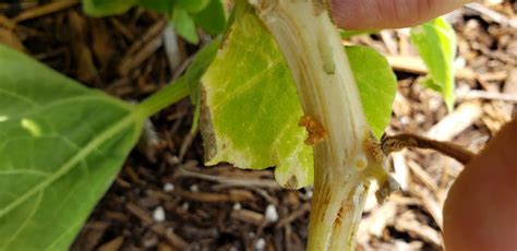 Squash Vine Borer How To Prevent Protect And Get Rid Of Them