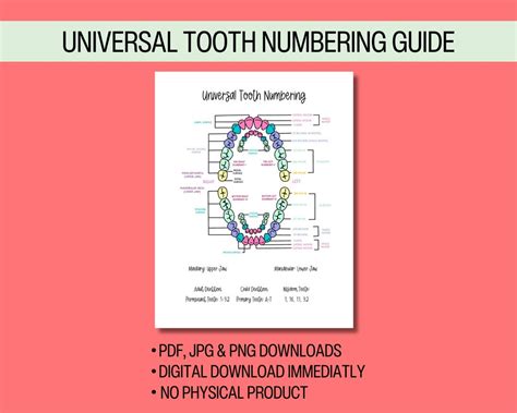 Universal Tooth Numbering Chart Available As Instant Digital Download For Dental Hygienists