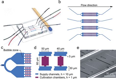Microfluidic Single Cell Cultivation Device Developed For Air Bubble Download Scientific