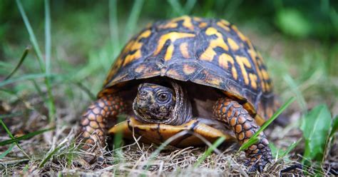 Box Turtle Species 15 Different Types All Turtles