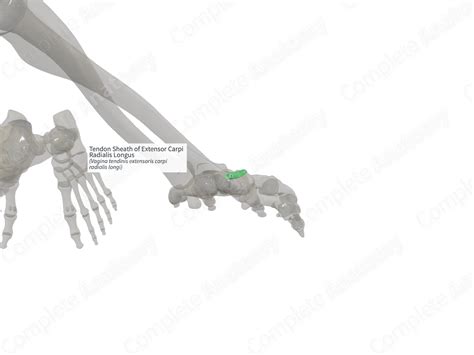 Tendon Sheath Of Extensor Carpi Radialis Longus Right Complete Anatomy