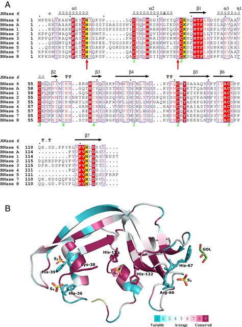 Primary Structure Of Human Rnases And 3d Structure Of Rnase 6 Coloured