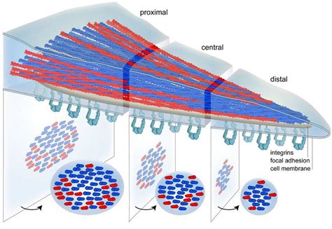 Cryo Et Data Processing Workflow Advances And Software Tools Creative Biostructure
