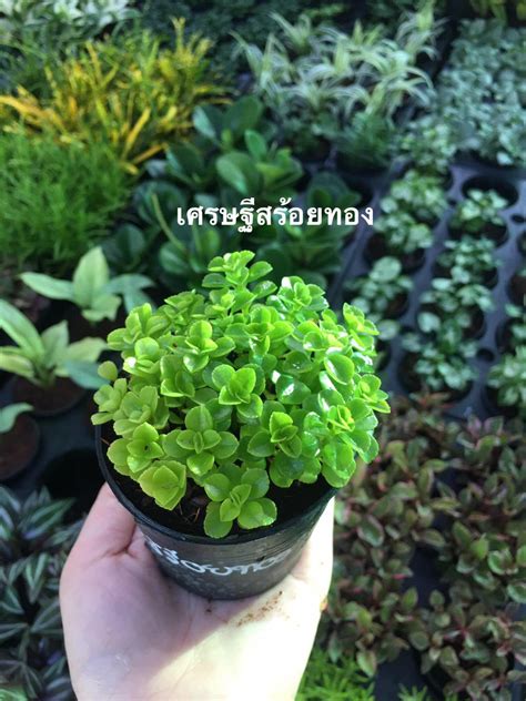 ต้นไม้มงคล 🎄6 กระถาง 270 รวมส่งเอกชน 🎄 🎄10 กระถาง 350