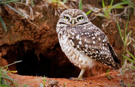 Burrowing Owl Burrowing Owl North America Burrowing Owl Nest