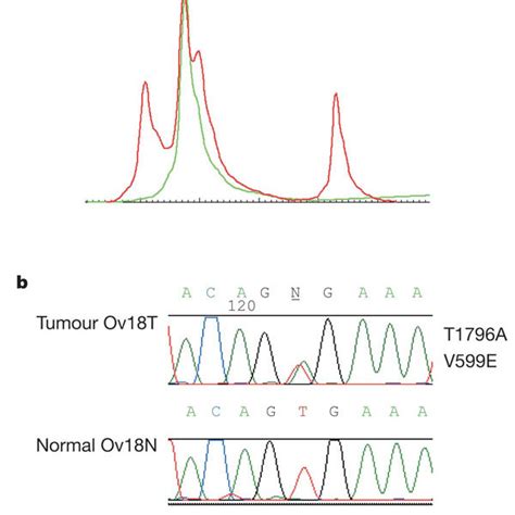 Mutations In The Braf Gene Sequence Electropherograms And Corresponding Download Scientific