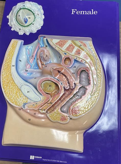 Female Reproductive Structure And Egg Diagram Quizlet