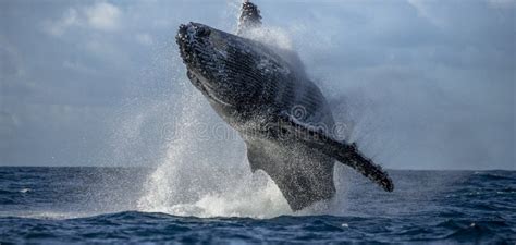 Jump into the Sky. Jump Humpback Whale. Stock Photo - Image of mammals, movement: 50711900