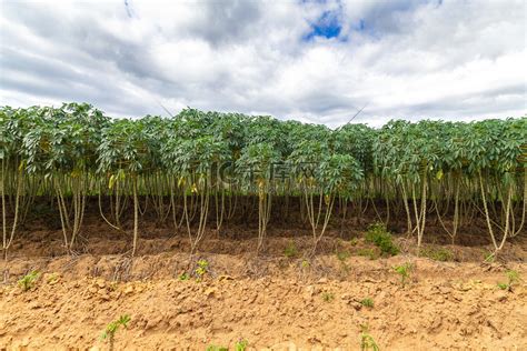 木薯树高清摄影大图 千库网