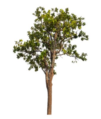 Eucalyptus Tree PNGs For Free Download