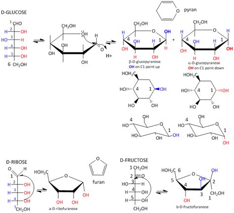 Glucose Ring Structure Formation