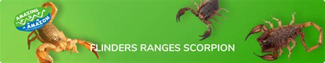 Flinders Ranges Scorpion Care Sheet Aquarium And Reptile Store