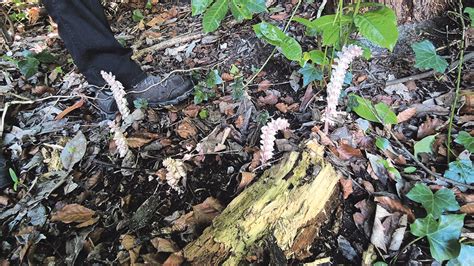 Nature On Our Doorsteps The Ghost Like Toothwort Echoie
