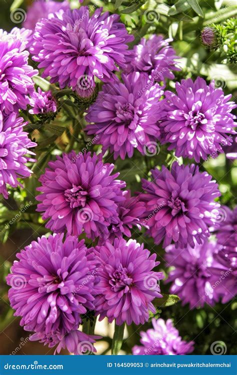The Purple Aster Flowers In The Garden Stock Image Image Of Botany