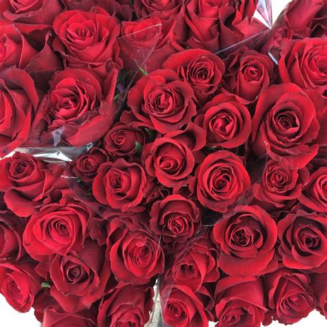 Ever Red Rose The Best Red Rose
