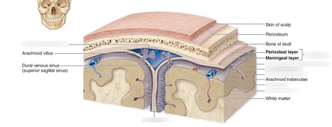 Cranial Meninges Diagram Quizlet