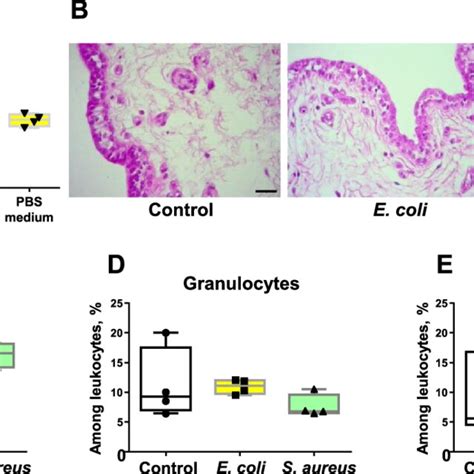 Tissue Integrity And Cellularity Upon Stimulation With Bacteria A
