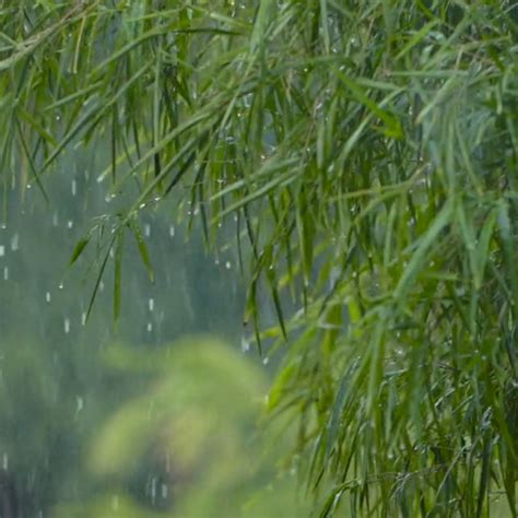 Cass Operations Pimfa