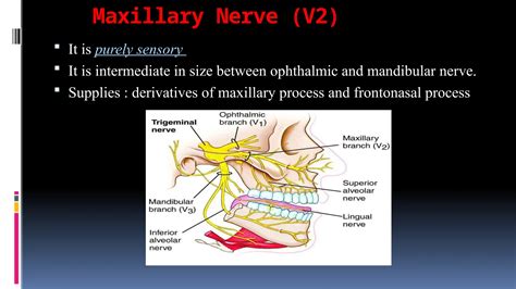 Trigeminal Nerve And Their Disease222ptx Ppt