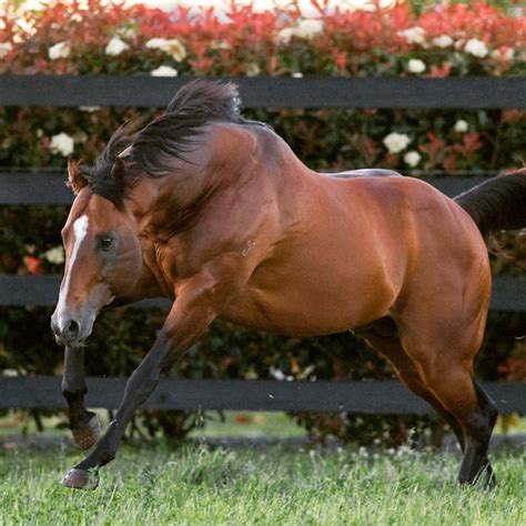 Wallpaper Thoroughbred Images Pics