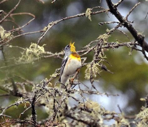 Imagen Gratis Masculino Parula Norte Pájaro Parula Americana