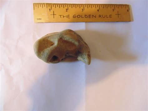 Need Help Identifying Fossil Id The Fossil Forum