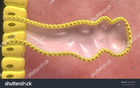 Blastocyst Entering Endoderm 3d Illustration Stock Illustration 482468683 Shutterstock