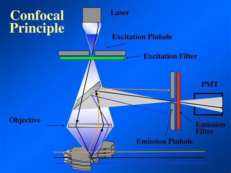 Ppt Confocal Microscopy Powerpoint Presentation Free Download Id