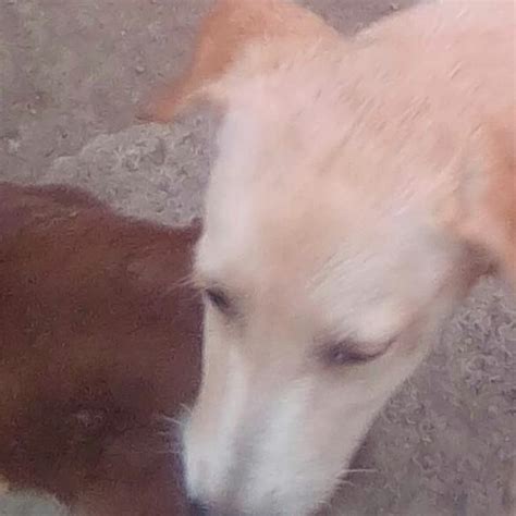 David Gurrola Garay Youtube