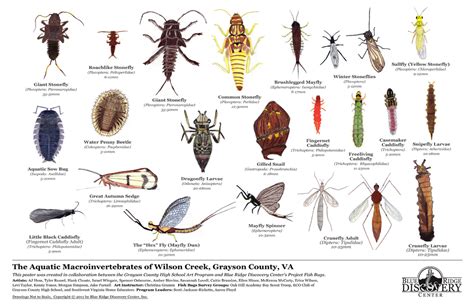 Water Bug Identification At Vanessa Felice Blog