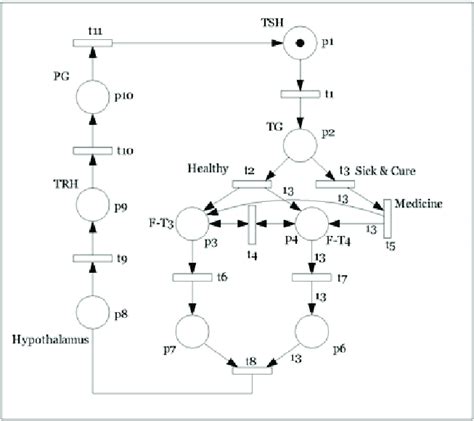 A Petri Net Model For Healthy On Treatment Download Scientific Diagram