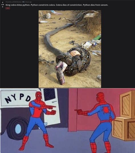 King Cobra Bites Python Python Constricts Cobra Cobra Dies Of Constriction Python Dies From