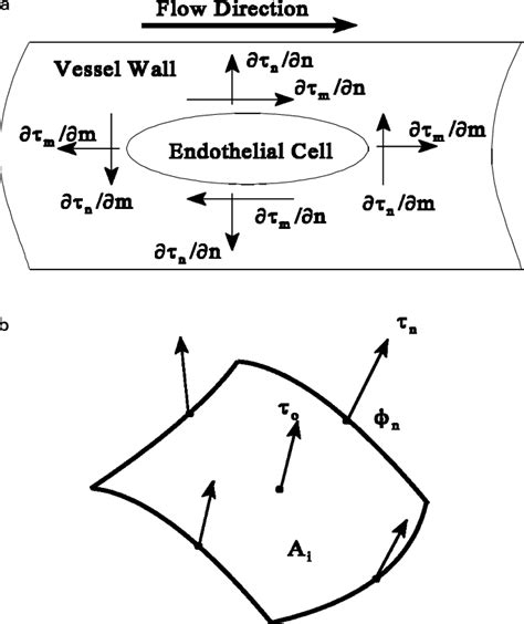 Wall Shear Stress Vector Representations For Computation Of The A Download Scientific
