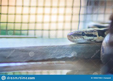 The Royal Python Python Regius Also Called The Ball Python Is A Python Species Native To