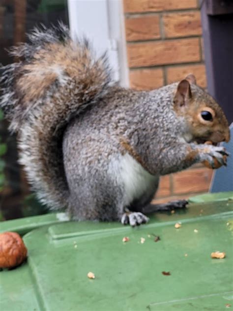 firework sampling some walnuts r squirrels