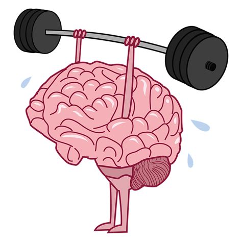 What Happens In The Brain When We Exercise SER
