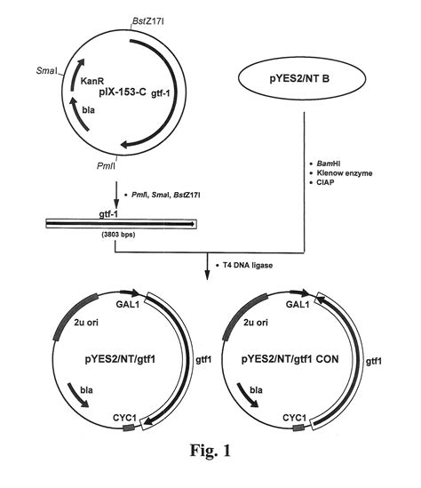 Novel Use Of Glucosyltransferase Gene Eureka Patsnap