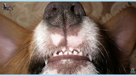Dog Teeth Chattering Causes Care And Prevention • Doggozila Magazine