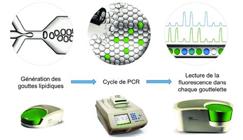 Étapes Techniques Nécessaires à La Réalisation Dune Ddpcr Figure