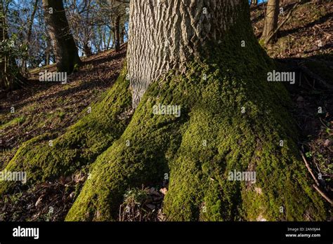 Moss Covered Tree Roots Stock Photo Alamy