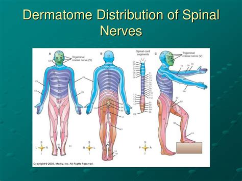 Ppt The Peripheral Nervous System Powerpoint Presentation Free Download Id 1801483