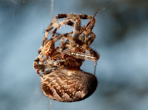 Not A Love Story A Blog Post About Spider Sex Ibycter