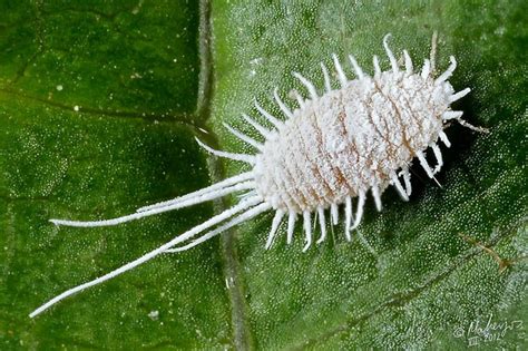 Pseudococcus Longispinus Targioni Tozzetti 1867 9225