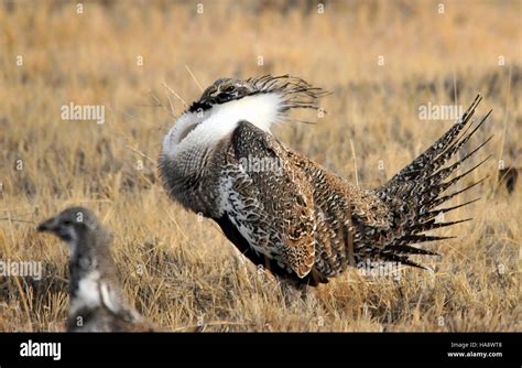 The Greater Sage Grouse Is A Key Species At Seedskadee National