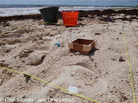 Big Microplastic Survey Images Microplastic Survey