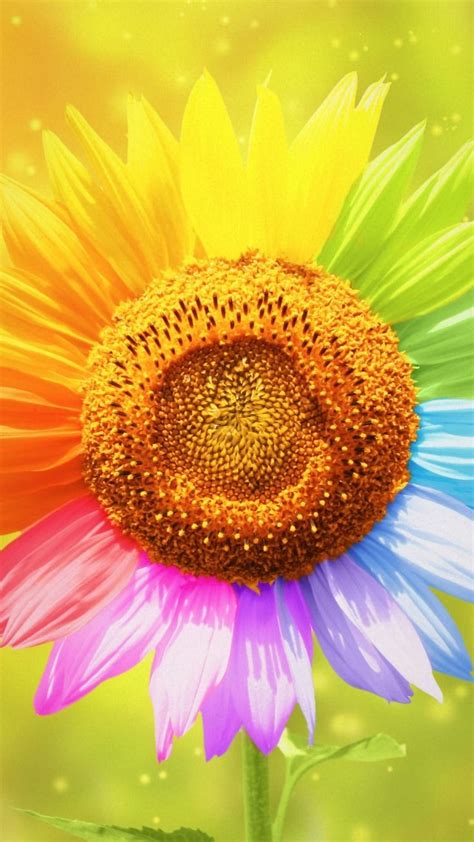Colorful Sunflower Wallpaper