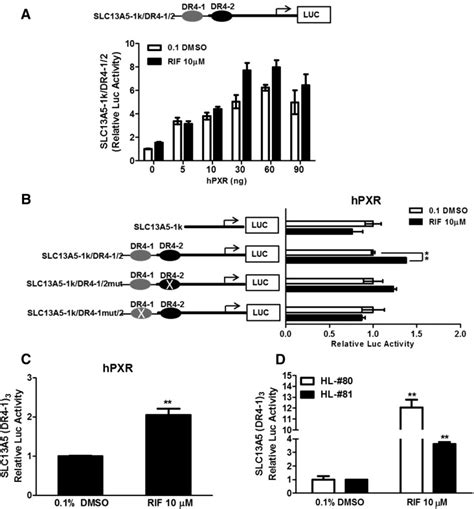 Slc13a5 Is A Novel Transcriptional Target Of The Pregnane X Receptor And Sensitizes Drug Induced