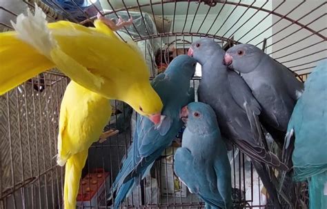 Alexandrine Vs Indian Ringneck Everything Theres To Know Before