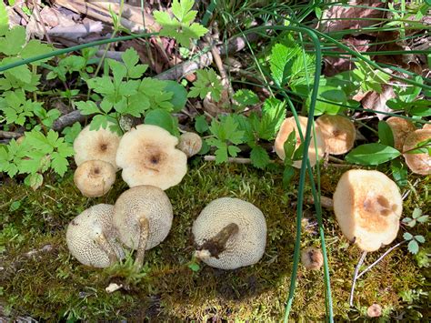 Polyporus Arcularius By Richard Jacob Western Pennsylvania Mushroom Club