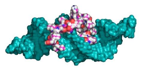 Docked Binding Modes For The Complexes Of Sirna And Cell Penetrating